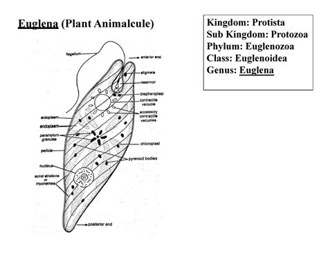 Protozoa BSc Life Sciences Delhi University Studocu