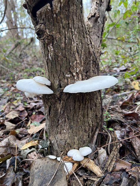 Can someone please help identify these? : r/mycology