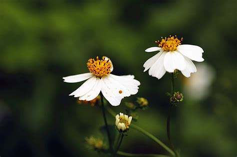 【白花鬼针草摄影图片】生态摄影独品63太平洋电脑网摄影部落