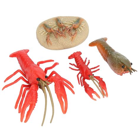 Crayfish Life Cycle Pictures Simulation Lobster Growth Cycle Model