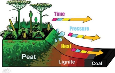 Coal Types Of Coal Peat Lignite Bituminous Coal And Anthracite Coal