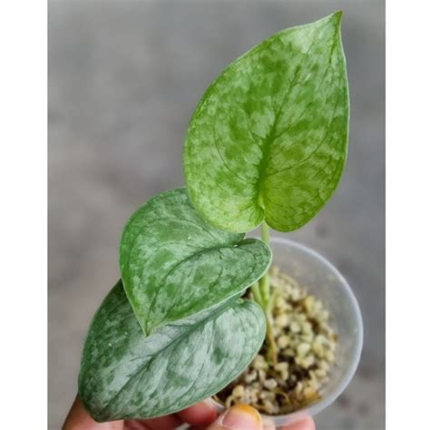 Scindapsus Silver Splash Normal Shopee Malaysia