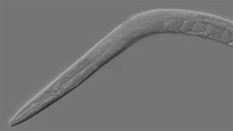 Mutant Worm Could Help Fight Alcoholism
