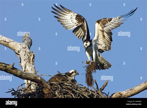 Osprey Pandion Haliaetus Landing On The Nest With Nesting Material