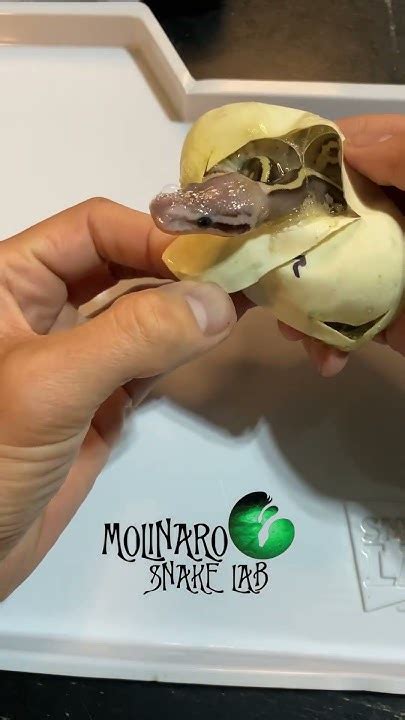 🐍this One Wanted Out🧪 Shorts Ballpython