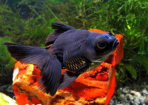 Can Black Moor Goldfish Live In A 5 Gallon Tank At Alannah Macquarie Blog