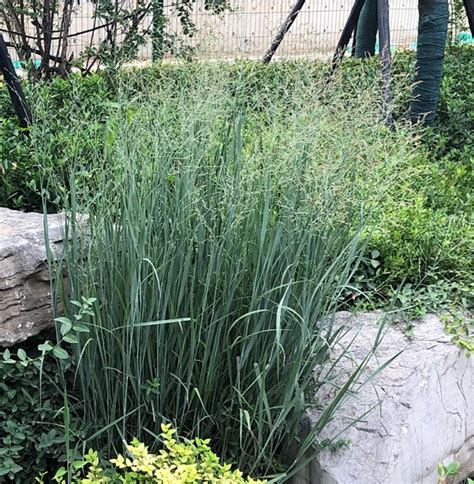 重金属柳枝稷（绿泛蓝，略矮） 花瓣网