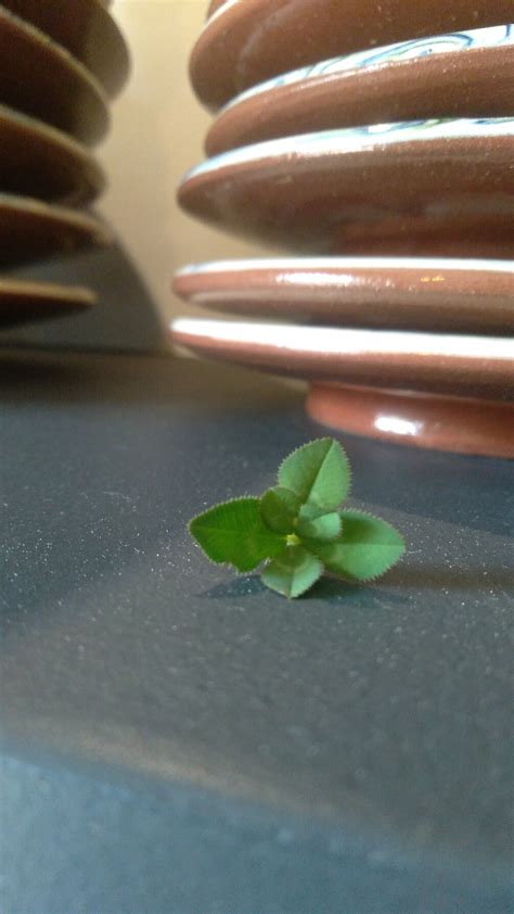 Six Leafs Clover