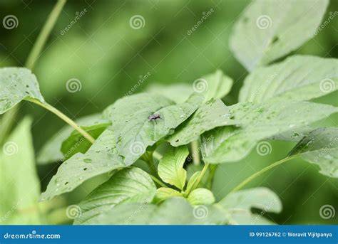 Amaranth Plant Stock Images Download 3561 Royalty Free Photos