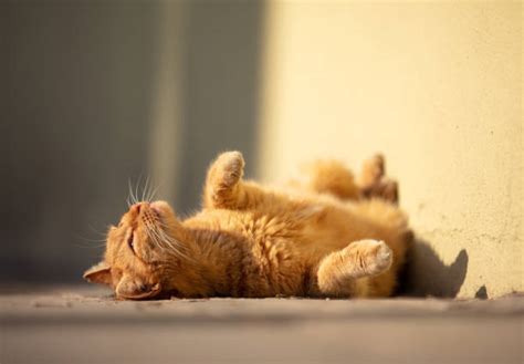 2700 Ginger Cat Meow Fotos De Stock Imagens E Fotos Royalty Free