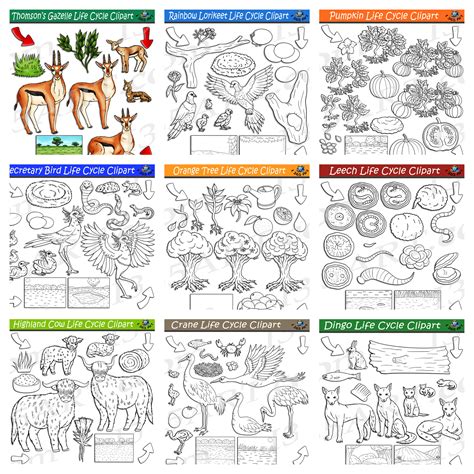 Life Cycle Clipart Mega Bundle 12 19 Sets In All Clipart 4 School