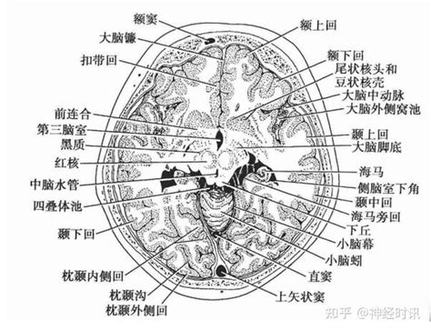 头部结构的断面解剖学特点 知乎