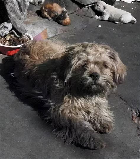 大多流浪猫狗可能活不过冬天！如果可以的话帮帮它们 搜狐大视野 搜狐新闻