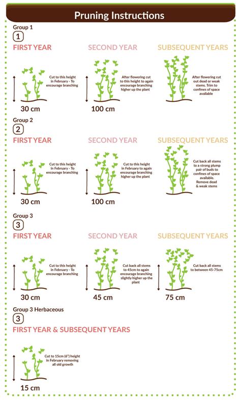 Everything You Need To Know About Pruning Clematis The Primrose Blog