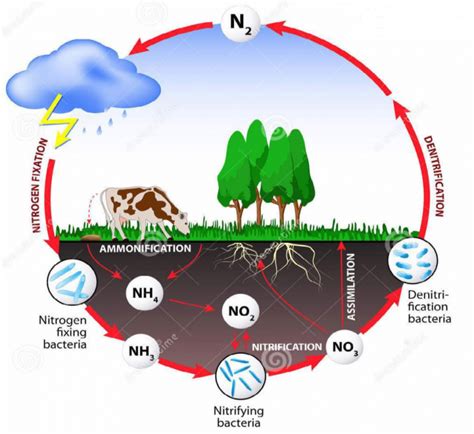 Biological Nitrification And De Nitrification Environmental Pollution