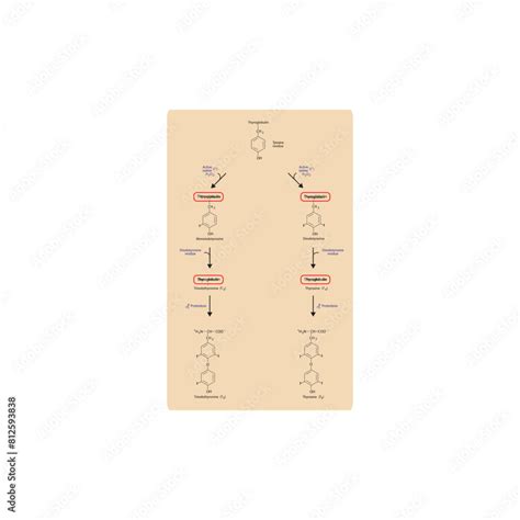 Diagram Showing Biosynthesis Of Thyroid Hormones T3 T4 From Tyrosine