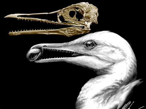 First Birds Had Full Set Of Teeth Prehistoric Fossils Show The