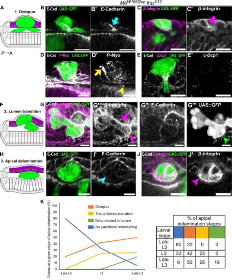The Directionality Of Collective Cell Delamination Is Governed By