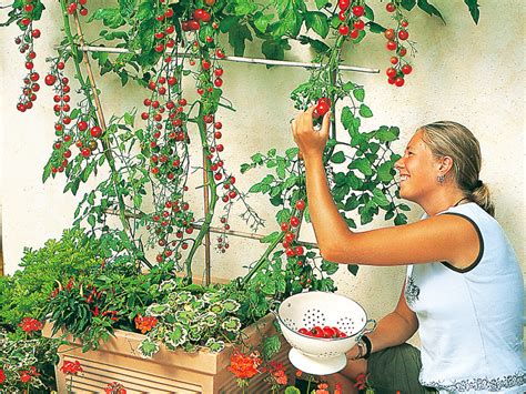 Vitamine in der Stadt - Biogärtner