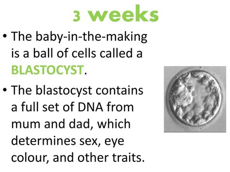 Lesson Starter What Is The Name Of The Male And Female Sex Cell Ppt