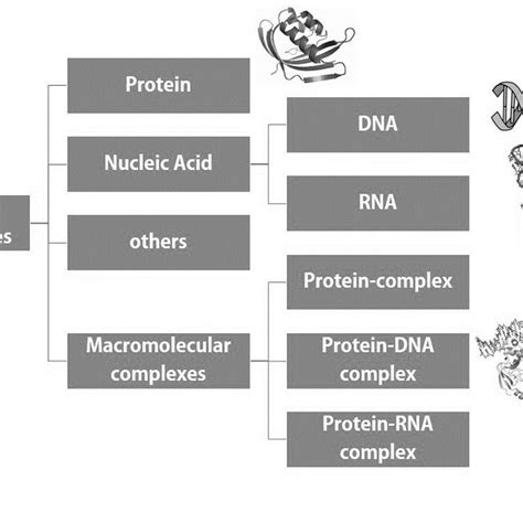 1 the diversity of macromolecular complexes in the cell download