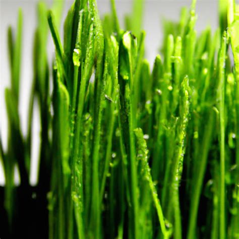 What Is The Best Way To Juice Wheatgrass Angela Juicers