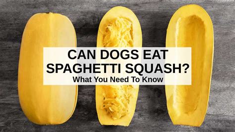 Can Dogs Eat Spaghetti Squash What You Need To Know