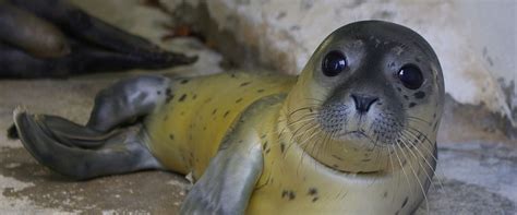 Ficha Técnica Da Foca Mundo Ecologia