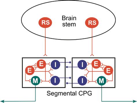 Central Pattern Generators Deciphered By Molecular Genetics Neuron
