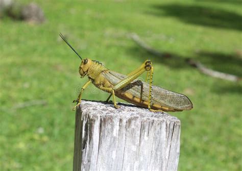 The Giant Red Winged Grasshopper Stock Image Image Of Tikal Wing