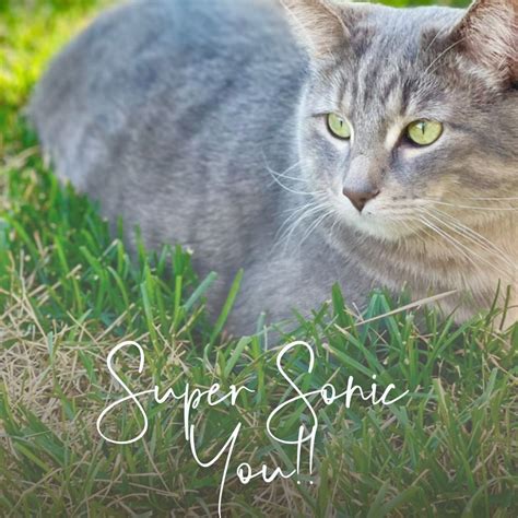 Super Sonic You Leslie Gustafson