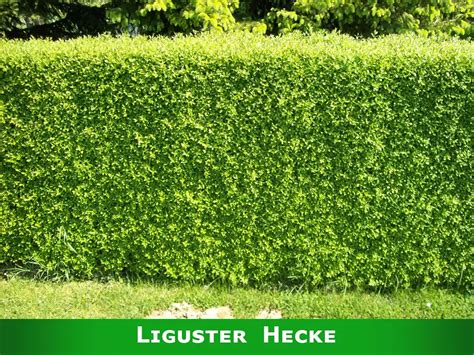 Liguster Preiswerte Universalhecke Echtes Gärtnerwissen