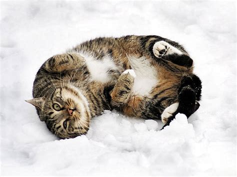 Cats In Snow Really Cute Cats