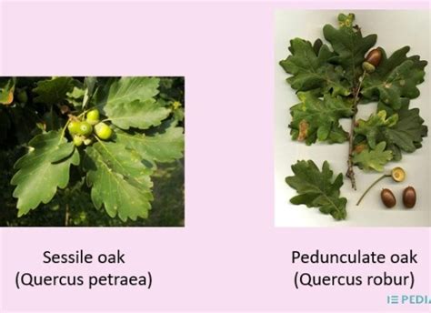What Is The Difference Between Sessile And Pedunculated Pediaacom