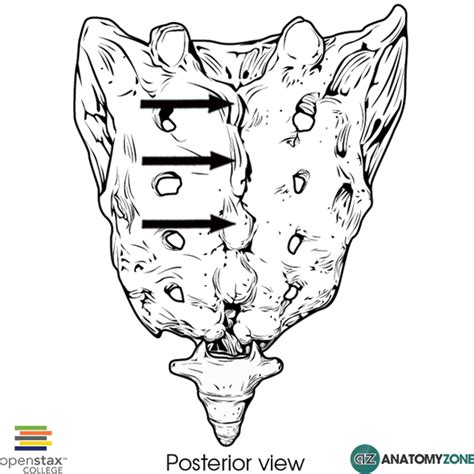 Median Sacral Crest Anatomyzone