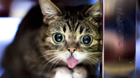 Lil Bub Background