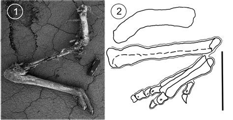 1 Podoteca Presente En El Miembro Posterior Del Choique Patagónico
