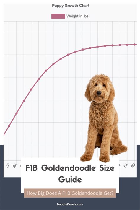 Full Grown F1b Goldendoodle Size Chart Interactive Weight Calculator