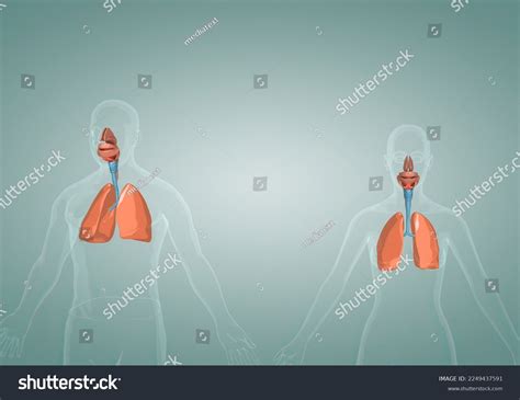Respiratory System Network Organs Tissues That Stock Illustration