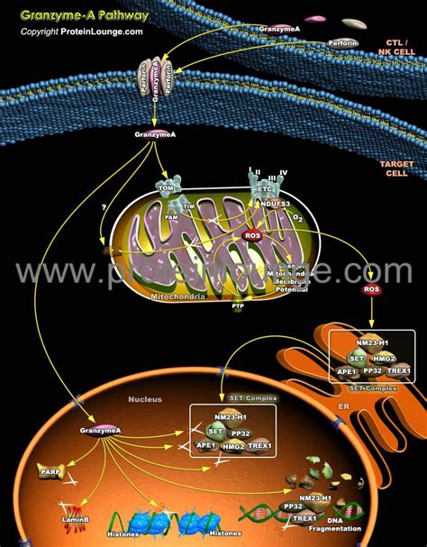 Biological Databases And Tools Granzyme A Pathway Protein Lounge