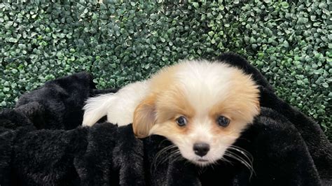 What Is A Cavapom A Guide To Understanding This Adorable Breed Sugar