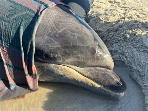 Videos Dolfyne In Kaapstad Gered Maroela Media