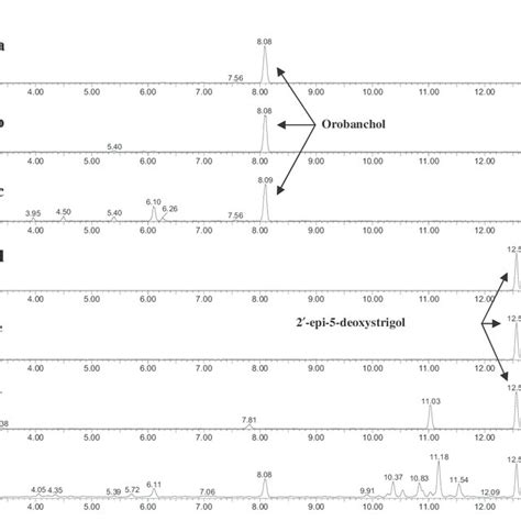 lc ms ⁄ ms analysis using multiple reaction monitoring mrm of rice