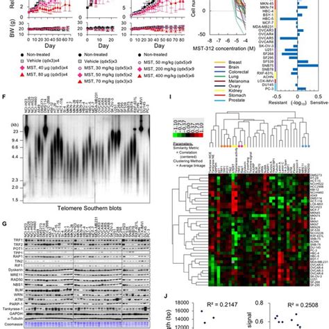 Telomere Dysfunction Induced By Mst 312 A Tunel Assay Of