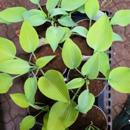 Funkia Hosta Lipstick Blonde