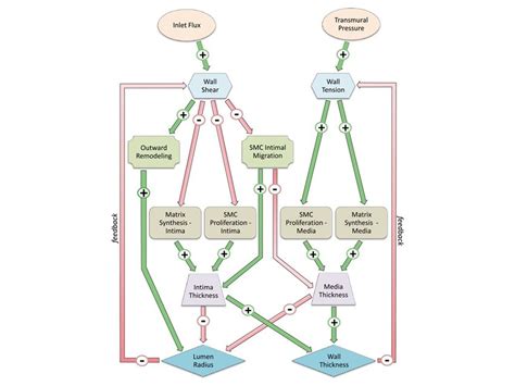 conceptual scheme parallel cascade of events following hemodynamics