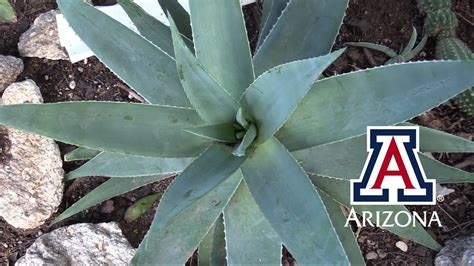 Smartscape Hd Youtube