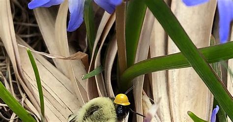 Carpenter Bee Or Bumble Bee Album On Imgur