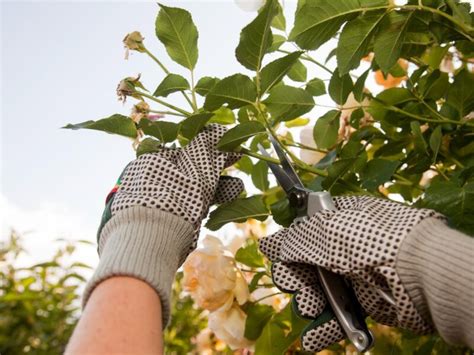 Unlock The Secrets To Perfect Rose Pruning A Step By Step Guide