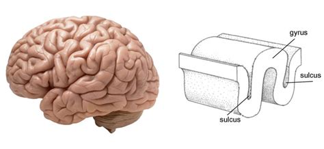 Grey Matter In The Brain